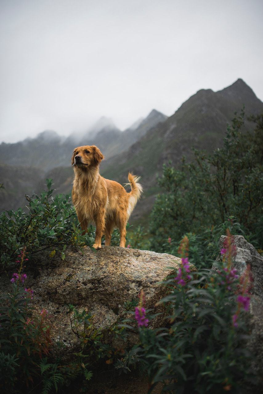 How To Take Better Photos Of Your Dog - Fracture | Blog