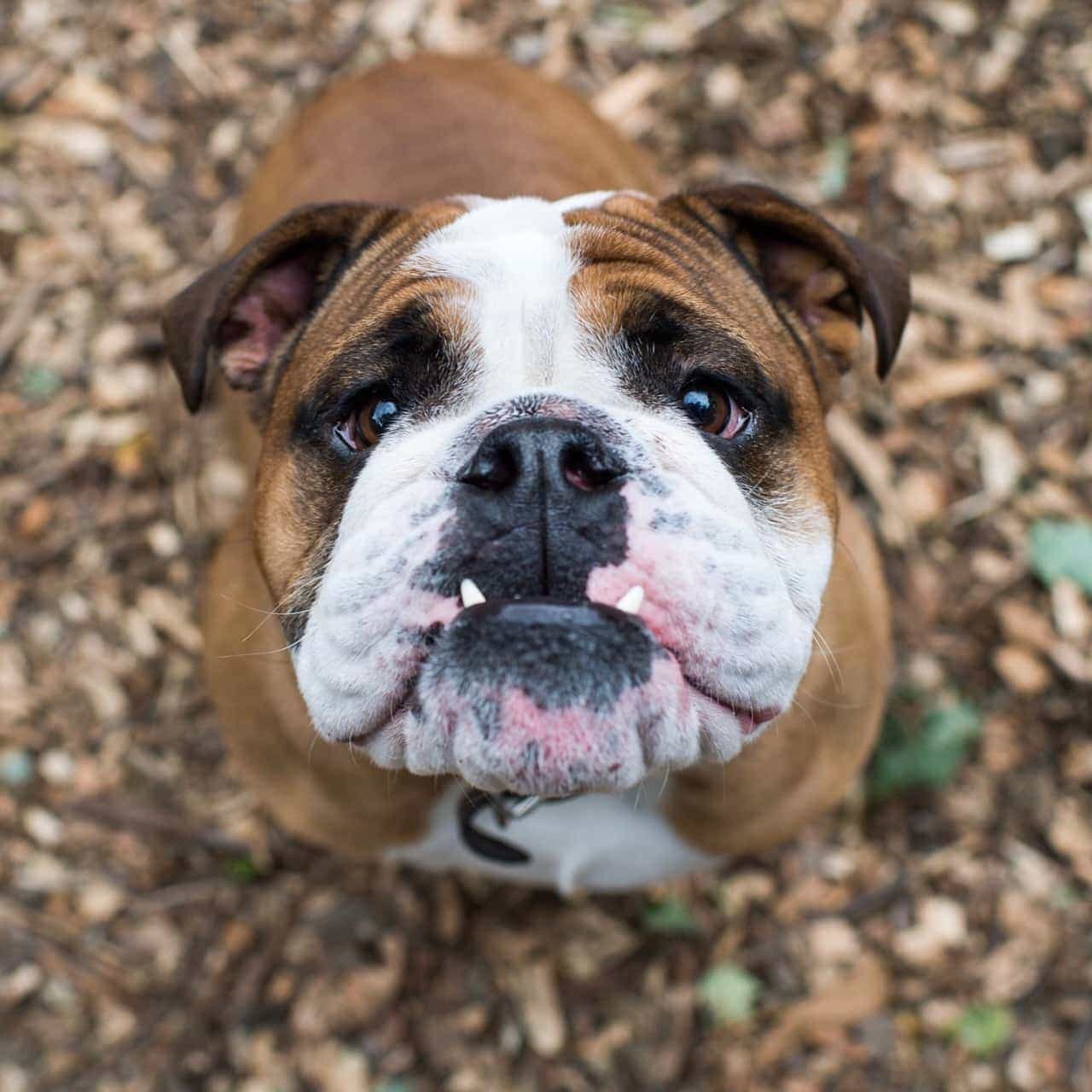 How To Take Better Photos Of Your Dog - Fracture | Blog